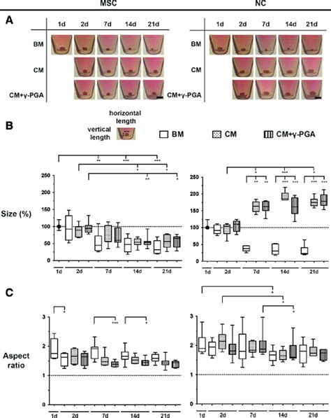 A Evolution Of Size And Shape Of Msc And Nc Pellets Cultured Over A