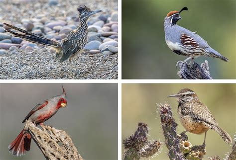 Southeast Arizona Bird Photography Tours Explore A Premier Birding