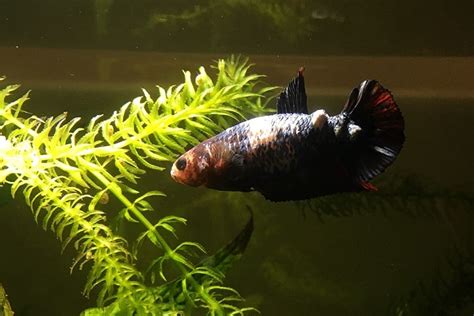Betta Fish Tumor Causes Prevention And Treatment Fishlab