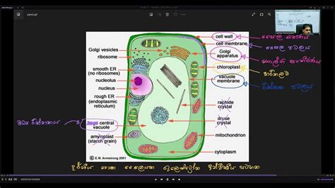 11 ශ්‍රේණිය 2023 පුනරීක්ෂණ පන්තිය Revision Class 2023 08 08