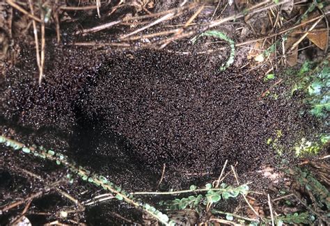 African Army Ants Swarm