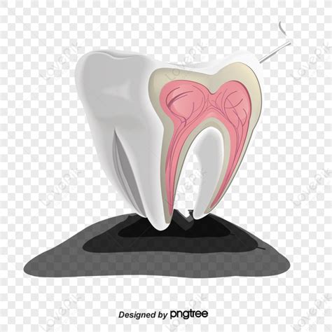 이치실이의치과 모델 Png 일러스트 무료 다운로드 Lovepik