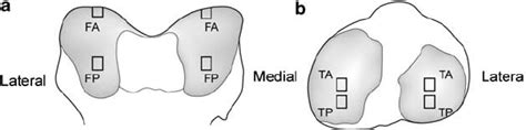 Diagrams Of Eight Articular Cartilage Regions In Femoral Condyle And