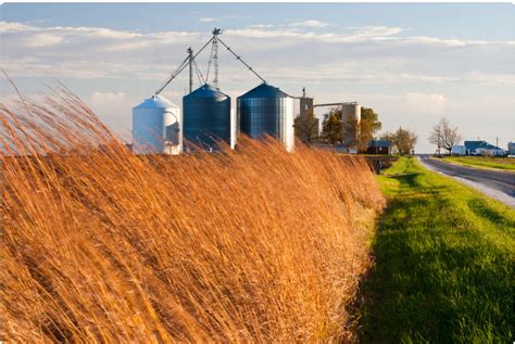 Demystifying Grass Fed Vs Grain Fed Beef Whats The Real Deal Bonvera