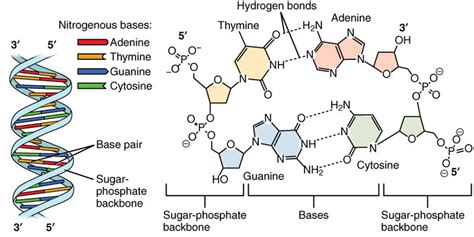 How Do The Nucleotides In Dna Pair Pediaa Com