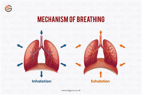 Explain The Mechanism Of Breathing Science Question TEL Gurus