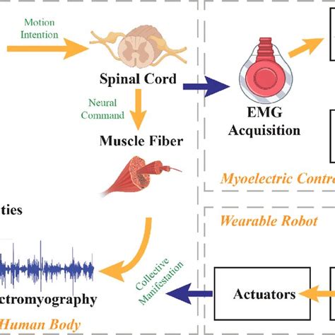 The Generation Of Electromyography Signal And The Workflow Of Download Scientific Diagram