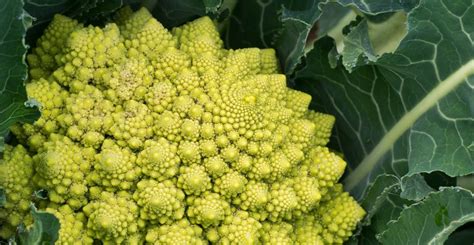 Brócoli Romanesco La Planta Psicodélica Que Parece Una Obra De Arte