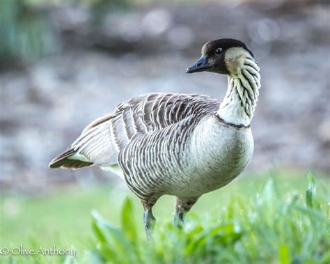 Nene Aka Hawaiian Goose Goose Waterfowl Illustration
