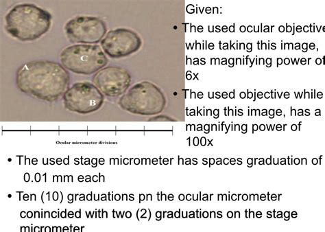 Solved A What Is Approximate Cell Length Of Cell A B What Is Course Hero