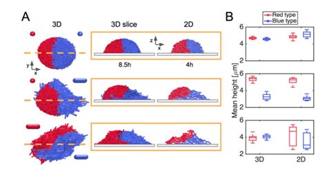 Fig S4 Repeats Of 2 Group Colony Growth Simulations In 3 Dimensions Download Scientific
