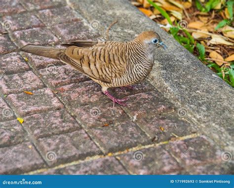 Java Dove Is Having Sunbathing Stock Image Image Of Environment Blue