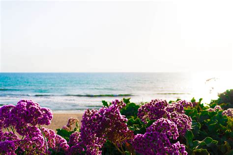 картинки пляж море берег Солнечный лучик утро цветок лепесток 3888x2592 106597