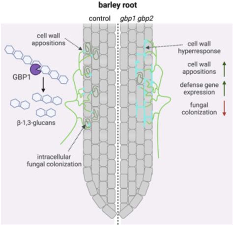 A Gh81 Type β Glucan Binding Protein Enhan