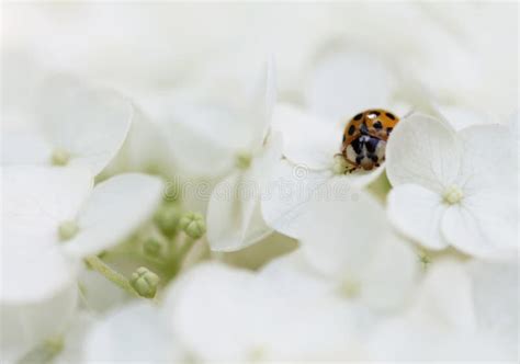 Red Ladybug In A Bed Of Soft White Flowers Stock Image Image Of Flowers Hard 313141203