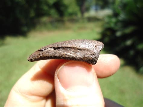 Extra Large Rare Alligator Claw Core Recently Sold Fossils