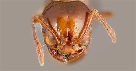 Fire Ants Attacking People