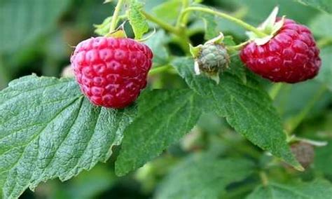 How To Grow Raspberries From Seeds Raspberry Seed Stratification And