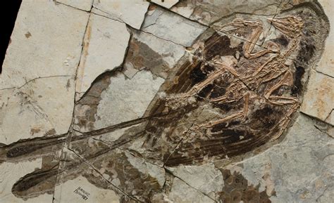 From China A Flock Of Fossils Science Friday