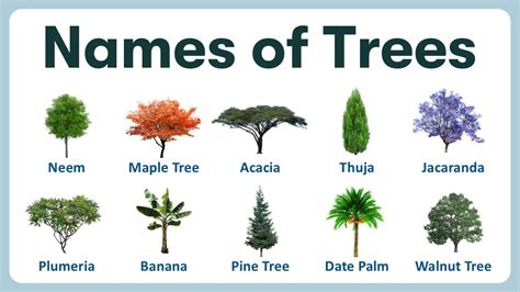 What Are The Names Of Trees At Cassandra Edwards Blog