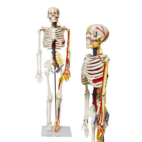 Buy Human Anatomical Skeleton Model 85 Cm Mini Human Skeleton Model With Heart Spinal And
