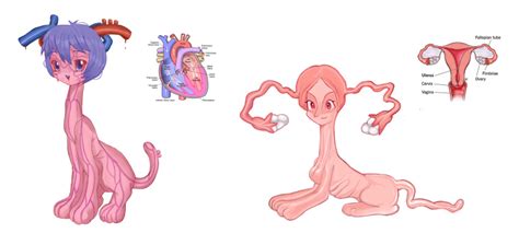 Rule 34 Anatomically Correct Anatomically Correct Uterus Anatomy