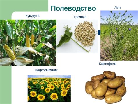 ЭОР на тему Растениеводство в нашем крае Окружающий мир 4 класс начальные классы презентации