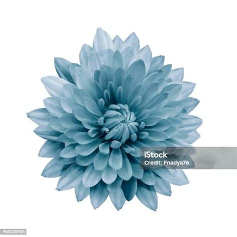 흰색에 가벼운 청록색 꽃 달리아 고립 클리핑 경로와 배경 근접 촬영입니다 아니 그림자입니다 위한 디자인 자연입니다 국화에 대한 스톡 사진 및 기타 이미지 Istock