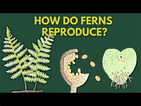 Fern Life Cycle Haploid Diploid