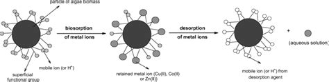 Schematic Illustration Of Biosorption Desorption Processes On Algae Download Scientific Diagram