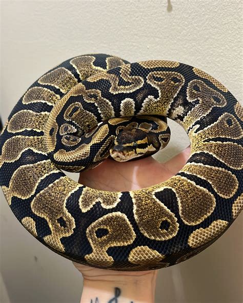 Mother Of Balls Pythons Moncton Nb