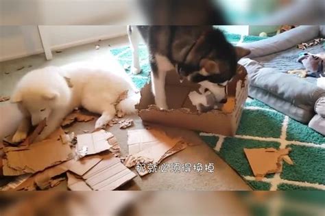 哈士奇又把沙发拆了哭笑不得哈士奇这次真的是沙发先动手 哈士奇 沙发