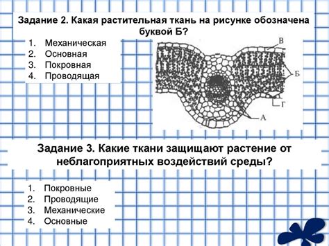 Основные и образовательные ткани растений презентация онлайн