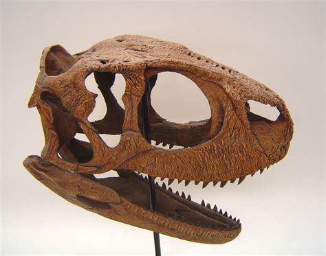 Rugops Primus Skull — Tyler Keillor