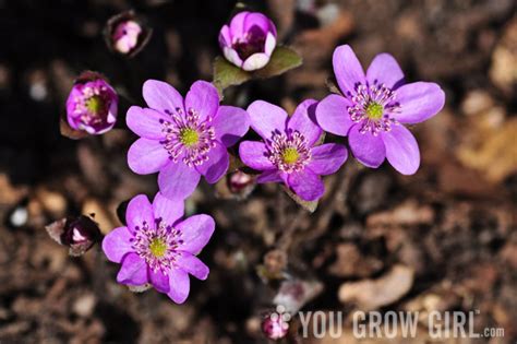 Pink Hepatica You Grow Girl