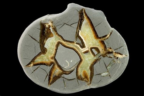 3 Polished Septarian Nodule Half Utah 169401 For Sale