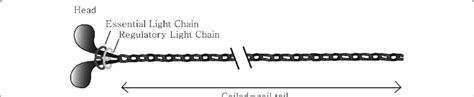 Schematic Representation Of A Typical Smooth Muscle Myosin Ii Molecule