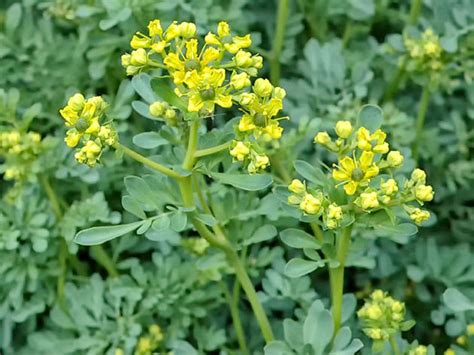 Phytophotodermatitis A Diagnosis To Consider Bmj Case Reports