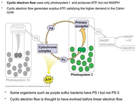 Photosynthesis Light Dependent And Light Independent Pptx