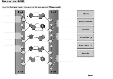 SOLVED The Structure Of DNA Label The Following Diagram To Describe The Structure Of A DNA