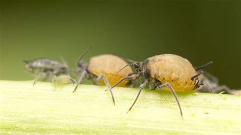 Insekten Blattlaus Sichert Überleben Der Art Mit Wenig Sex Welt