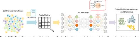 Figure 1 From Sscae A Neuromorphic Snn Autoencoder For Sc Rna Seq