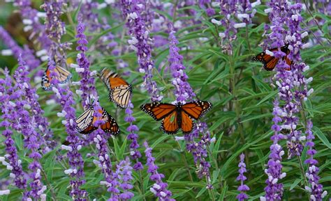 Monarch Migration Map 2025 Where When To Spot Them In Oklahoma