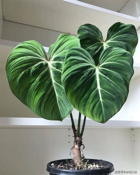 蔓绿绒品种大全，这观叶植物这么好养，总有一种适合你叶子呈