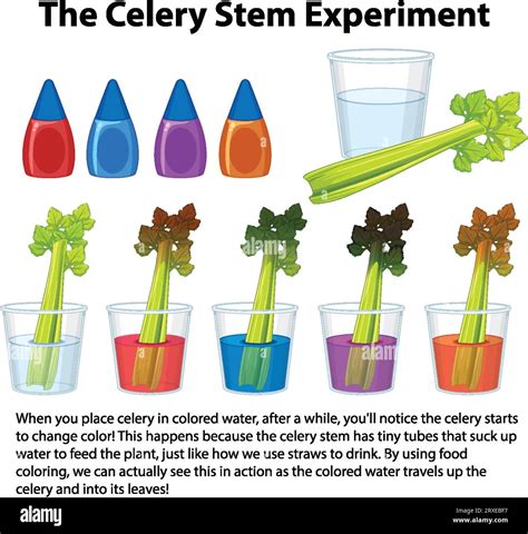Learn About The Effects Of Color On Celery Stems In A Science Experiment Stock Vector Image