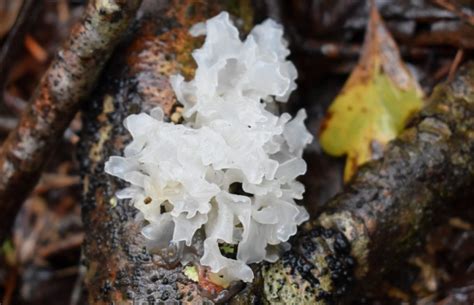 Everything You Need To Know About Tremella Mushrooms Grocycle