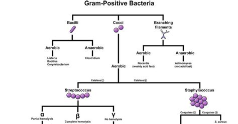 Decision Trees Regression Tress Find Out What They Are On Our Blog