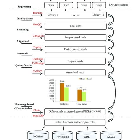 Rna Seq Pipeline Download Scientific Diagram