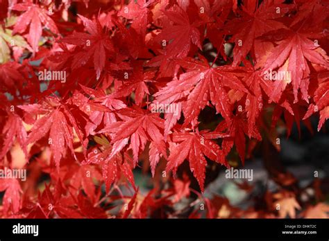 Japanese Maple Acer Palmatum Aceraceae Sapindaceae In Autumn Stock