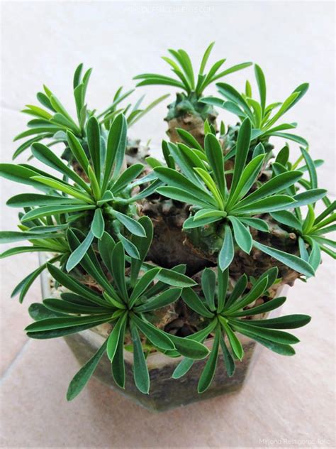 Euphorbia Cocklebur World Of Succulents